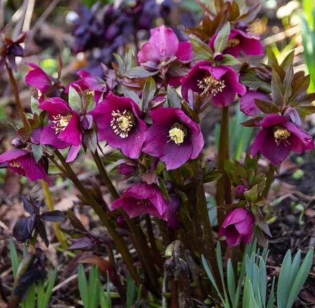 KELET HELLEBORE PRETTY ELLEN RED - palánták cserépben - www.