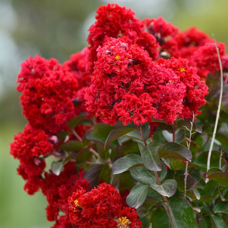 Lagerstroemia RED (Lagerstroemia indica) 3 éves palánta XL-C